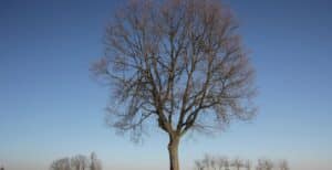 Tes Baum: Pengertian, Tujuan, dan Cara Pengerjaanya